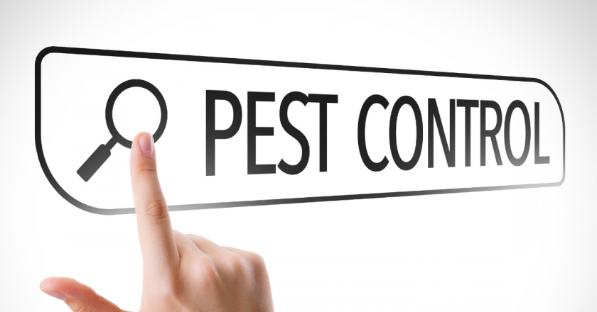 How To Prevent Bed Bugs Airbnb Host Guide Vacation Home Help